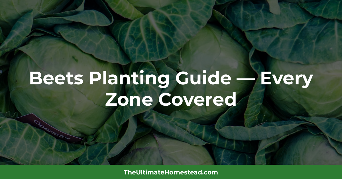 Beets Planting Guide | Zones, Dates & Tips