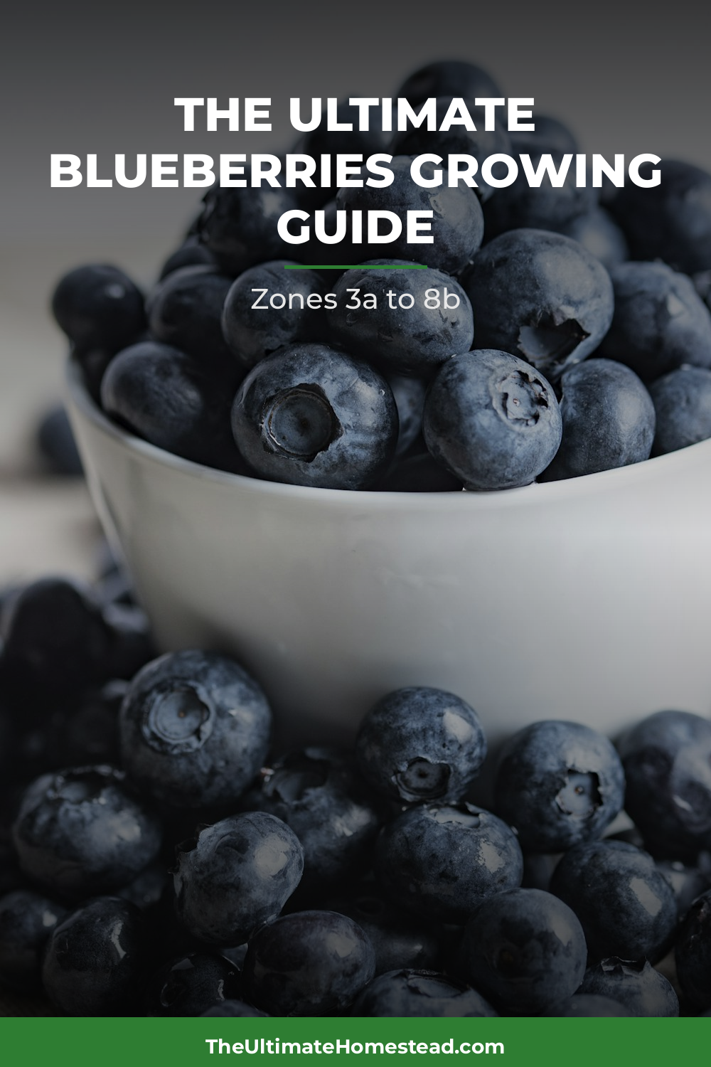 Blueberries Planting Guide | Zones, Dates & Tips