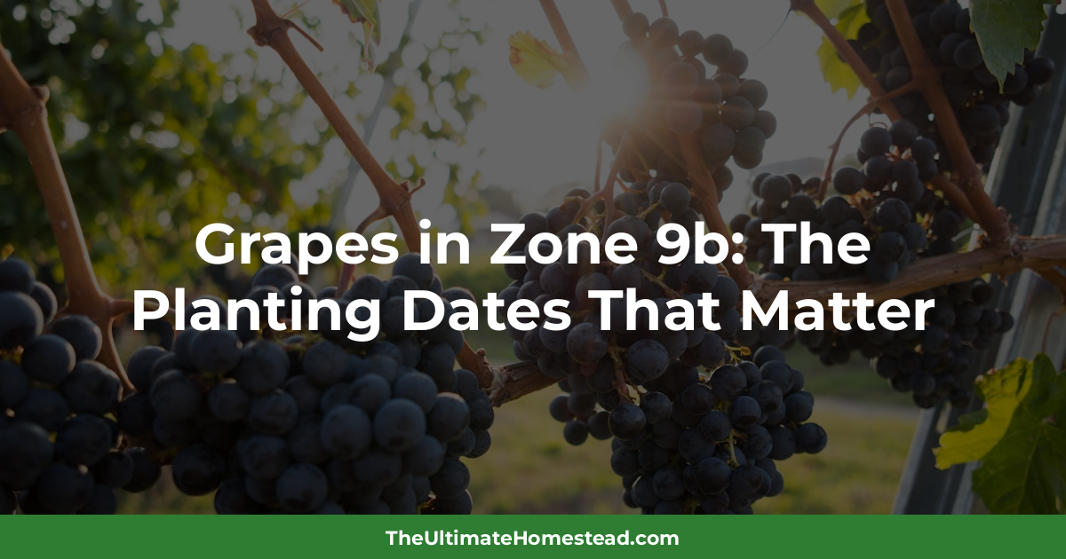 When to Plant Grapes in Zone 9b | 2026