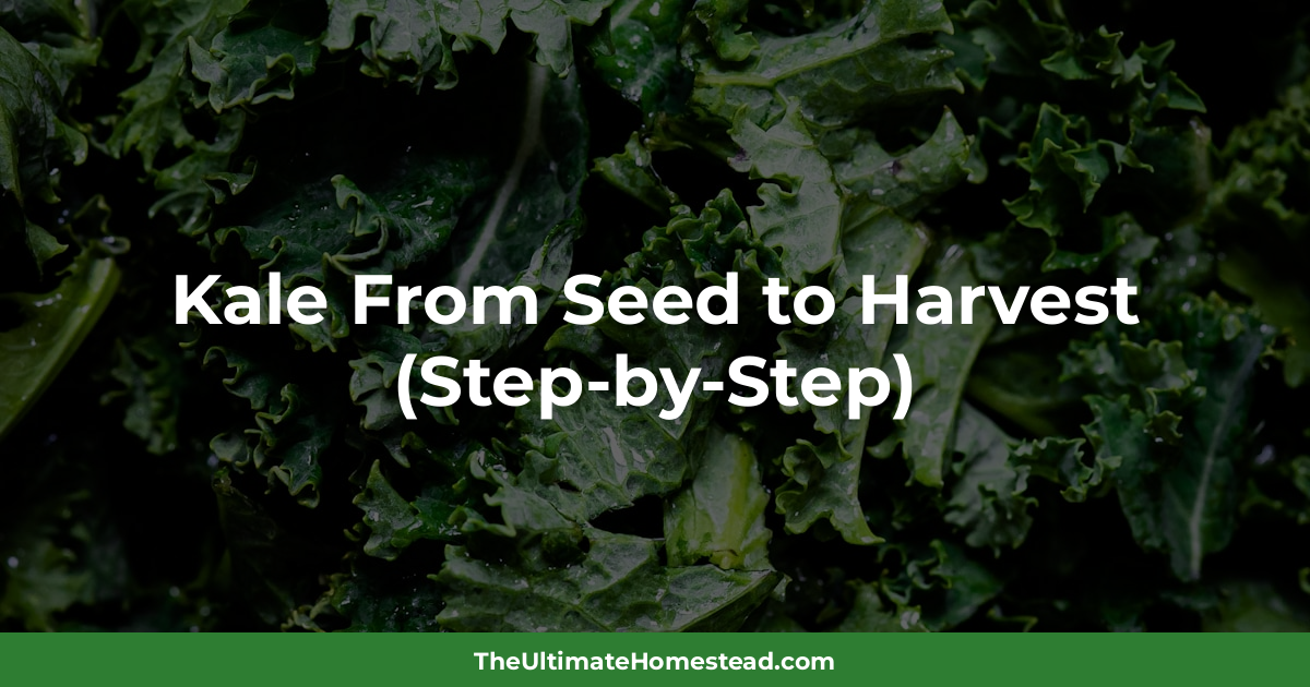 Kale Planting Guide | Zones, Dates & Tips