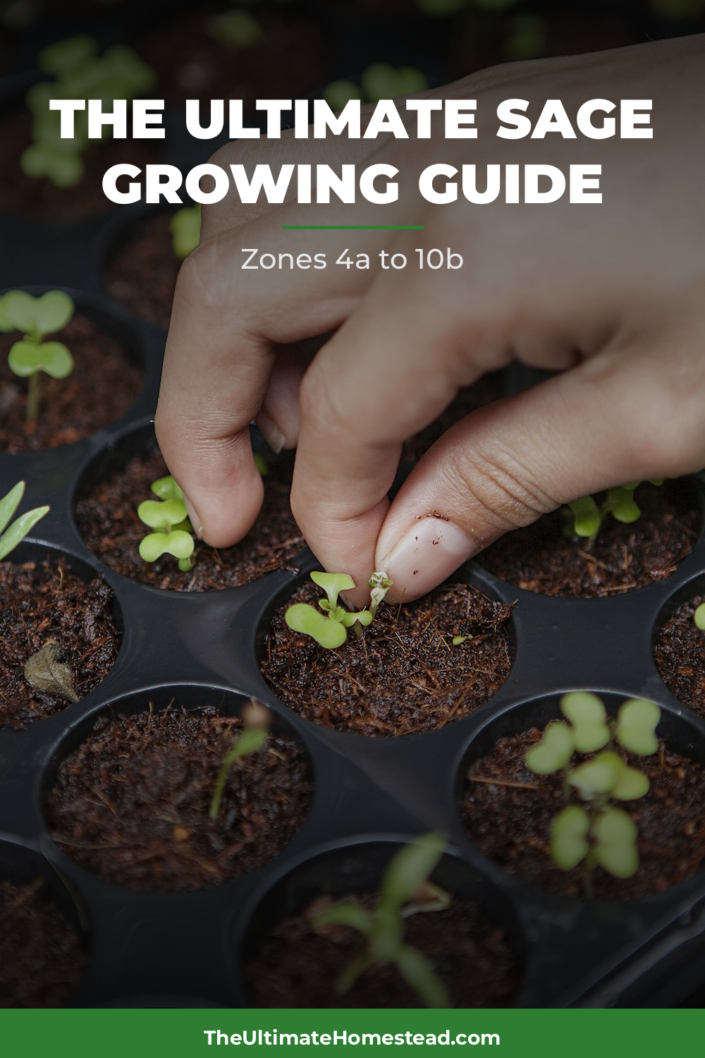 Sage Planting Guide | Zones, Dates & Tips