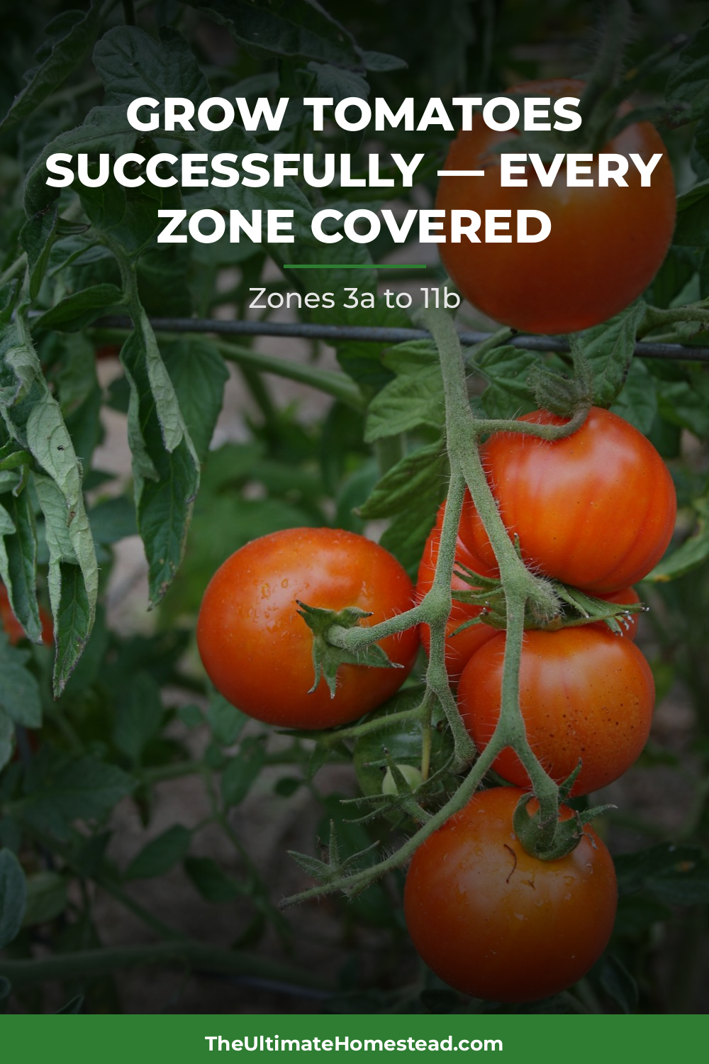 Tomatoes Planting Guide | Zones, Dates & Tips