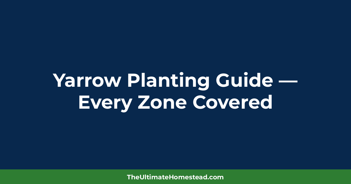 Yarrow Planting Guide | Zones, Dates & Tips